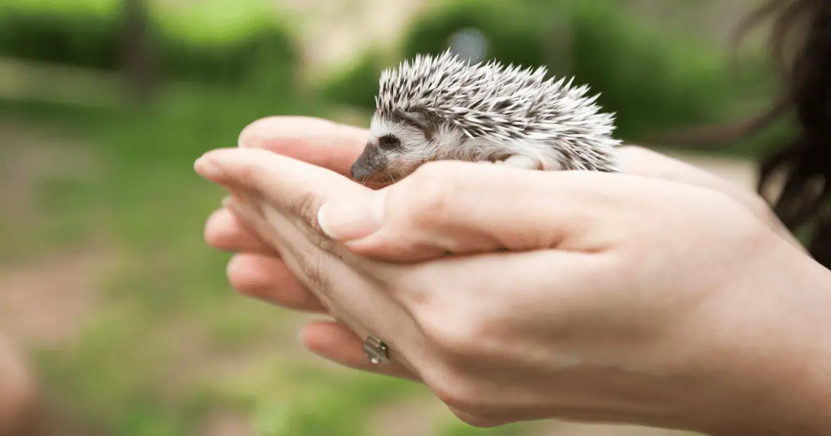 Understanding the Responsibility of Hedgehog Ownership - Hedgehog Love ... Understanding the Responsibility of Hedgehog Ownership - Hedgehog Love ...