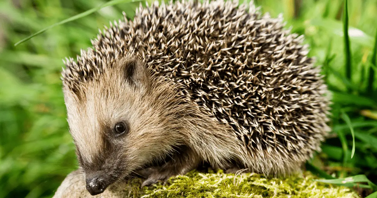Do Hedgehogs Carry Diseases? Facts Vs. Fiction - Hedgehog Love ... Do Hedgehogs Carry Diseases? Facts Vs. Fiction - Hedgehog Love ...